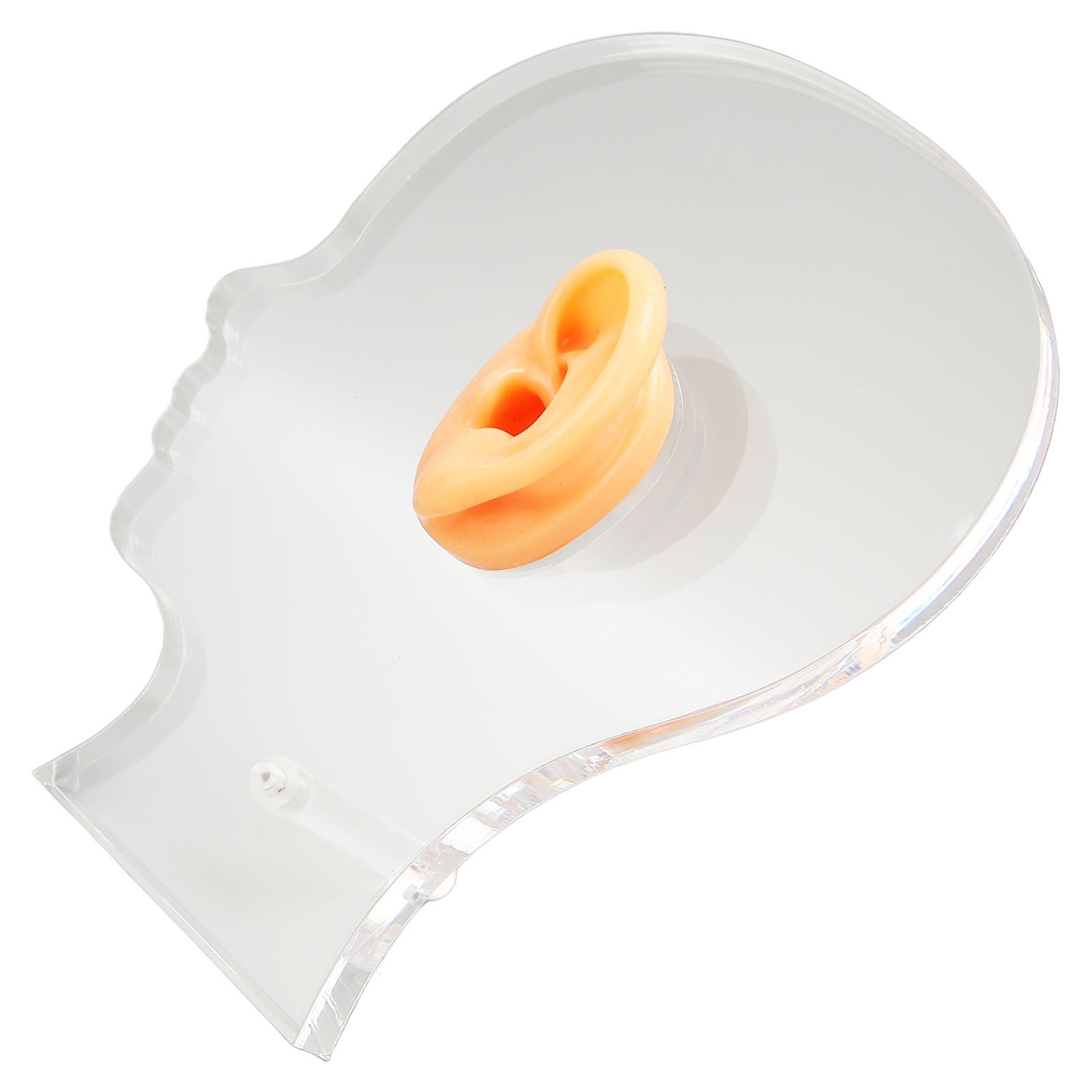 Modelo de Oreja Falsa, Molde de Exposición de Oídos Realista ...