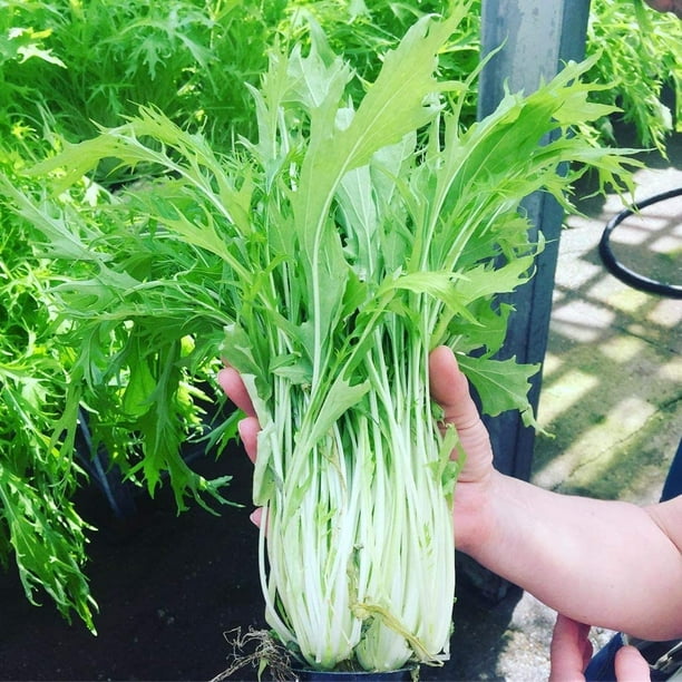 sUA - Mizuna Japanese Mustard Greens Spider Mustard Green Heirloom ...