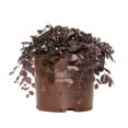 3 gal Loropetalum Purple Pixie Live Shrub with Pink Flowers - Walmart.com