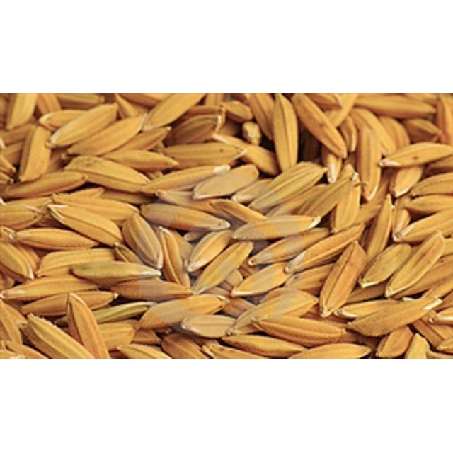 Certified Rex Rice Seed - 10 Lbs. - Walmart.com