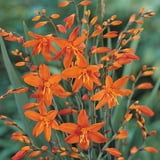 Crocosmia Masoniorum Summer Flowering Dormant Bulb Mixture (25-Pack ...