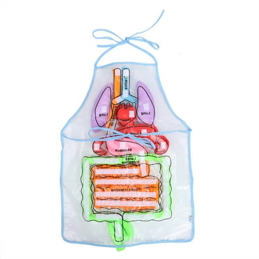 Learning Resources Anatomy Models Bundle Set - 4 STEM Anatomy ...