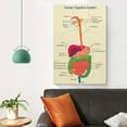 Asdg12s-poster-Medical-Organ-Canvas-Human-Digestive-System-Anatomy ...