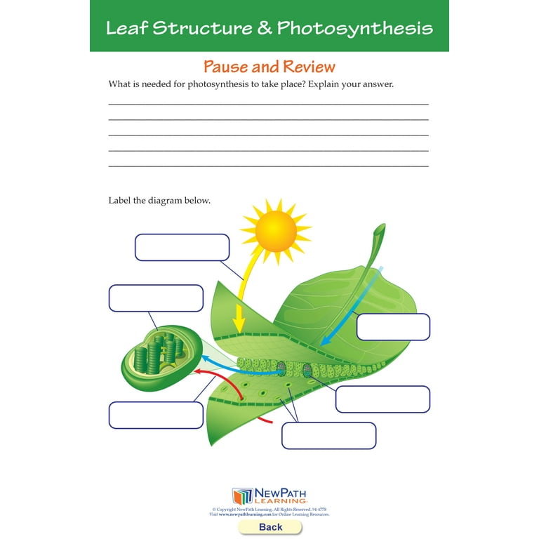 Photosynthesis Flow Chart For Kids