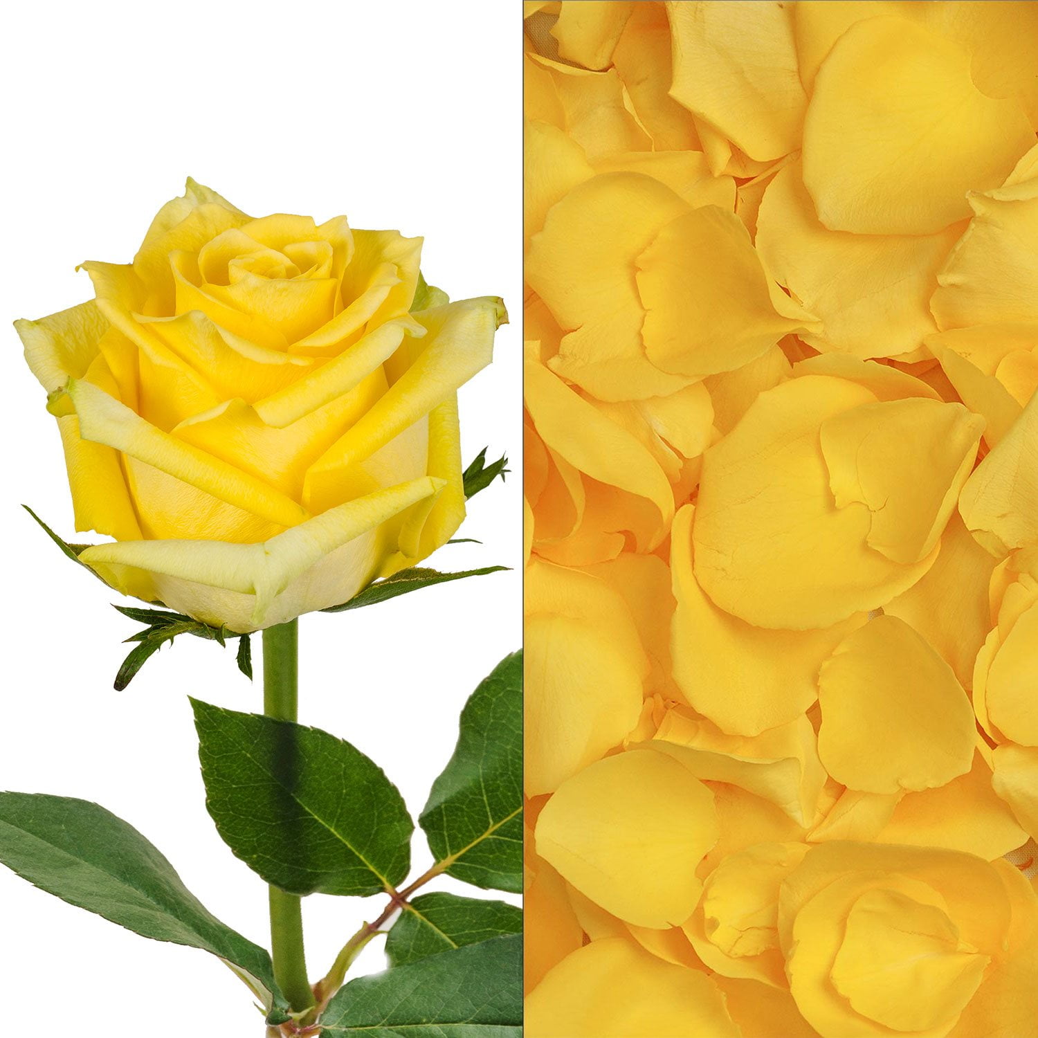 Member's Mark Roses and Petals Combo, 75 stems+ 2,000 petals, choose ...