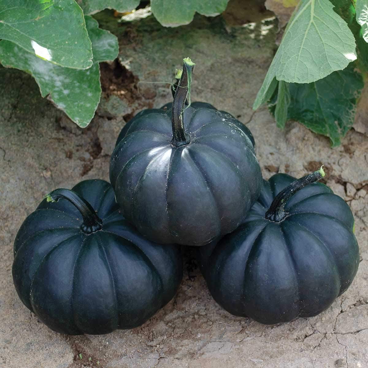 Exotic Black Pumpkin Seeds | 10 Seeds Packet | Grow Stunning Black Kat ...