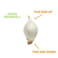 Garden State Bulb White Snowball Onion Sets for Planting, Non-GMO (1LB ...