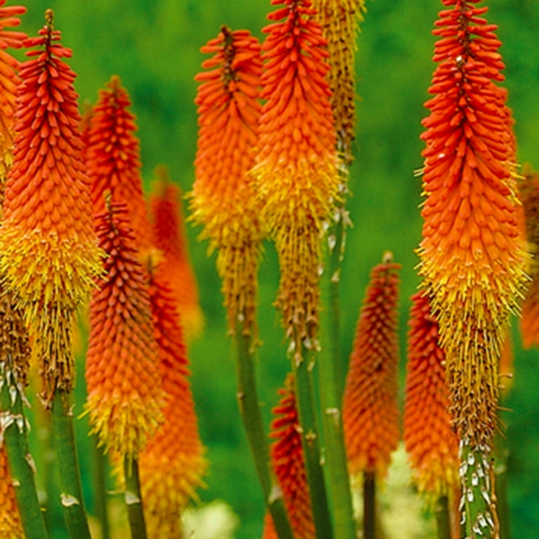 Red Hot Poker