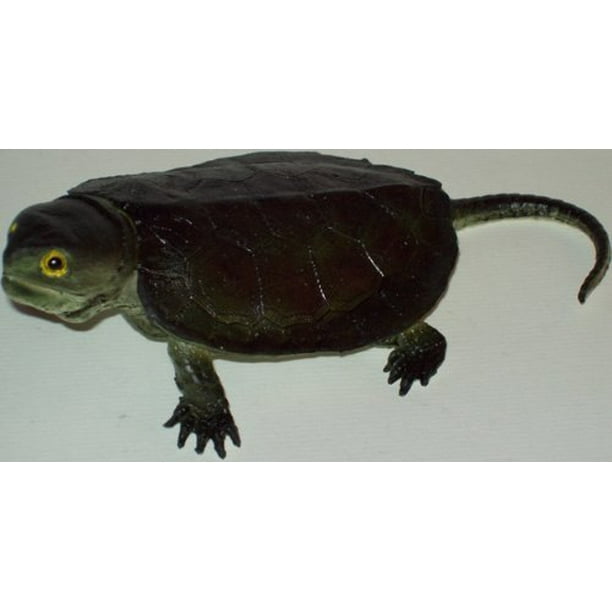 Snaping Turtle Shell