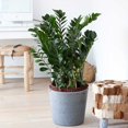 ZZ Plant - Zamioculcas Zamiifolia - Walmart.com