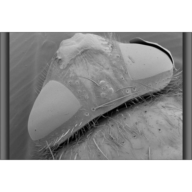 24"x36" Gallery Poster, Scan taken of a house fly under a scanning ...