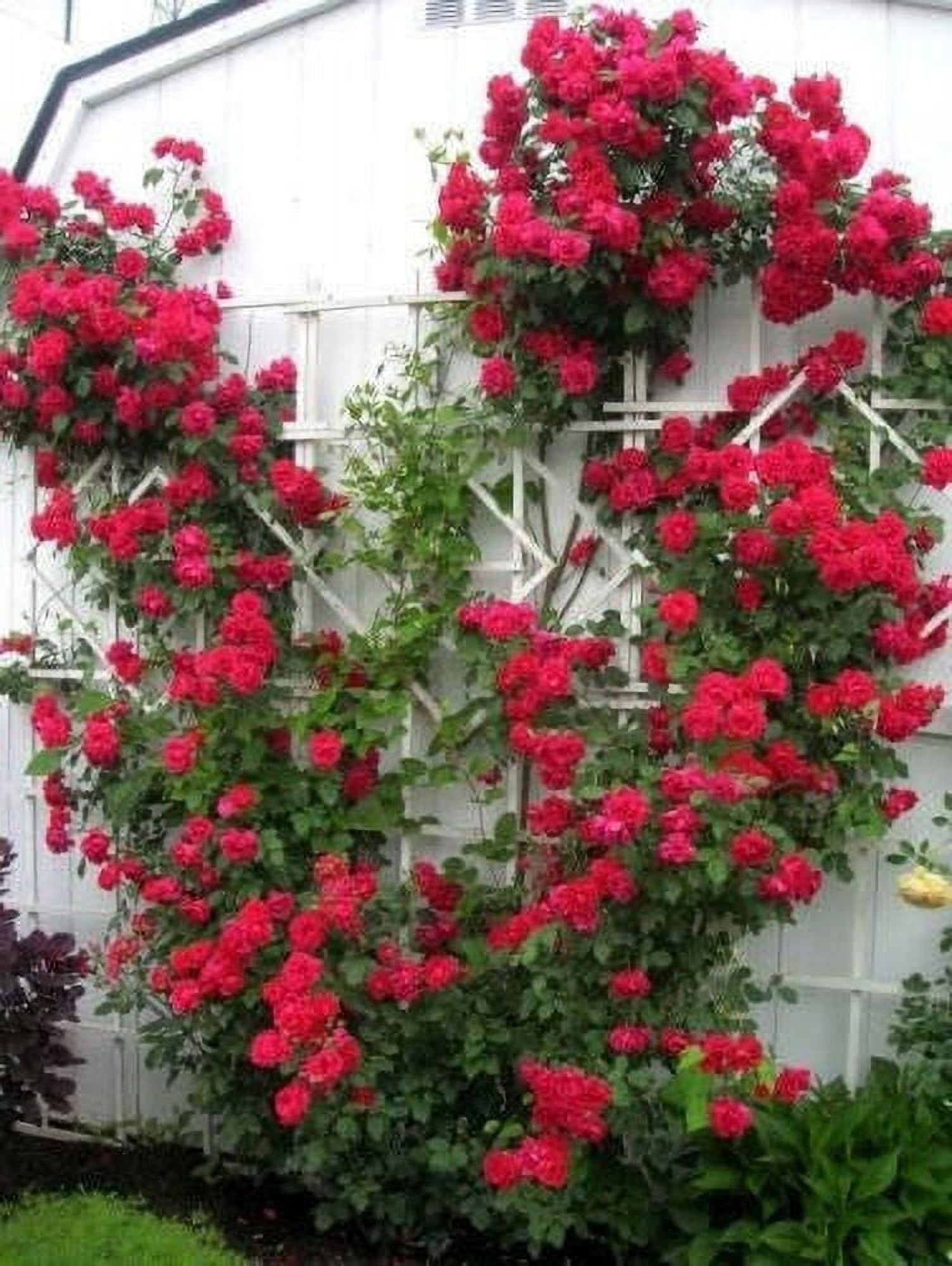Seedville Red Climbing Rose 5 Seeds, Fragrant Butterfly Flower - Walmart.ca