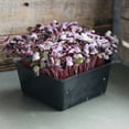 Organic Red Vulcano Radish Seeds - 25 Lb Bulk - Non-GMO, Heirloom ...
