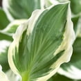 Van Zyverden Hosta Patriot 3 Plant Roots Purple Partial Shade Perennial ...