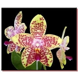 Repotme Orchid Growing Starter Kit with Phalaenopsis Orchid Mix Pots ...