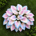 500 to 1,500pcs DyeColor Hostas for Planting-(Non-Artificial)-Easy to ...