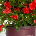 Encore Azalea Autumn Sunset (2 Gallon) Purple Flowering Shrub - Full ...