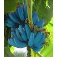 Dyna-Gro Bloom 3-12-6 Plant Fo - Walmart.com