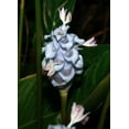 Live Indoor Ice Blue Burle Marx Prayer Plant - Easy Calathea House ...