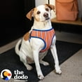 The Dodo Step-in Style Pet Harness for Dogs, Striped, Small - Walmart.com