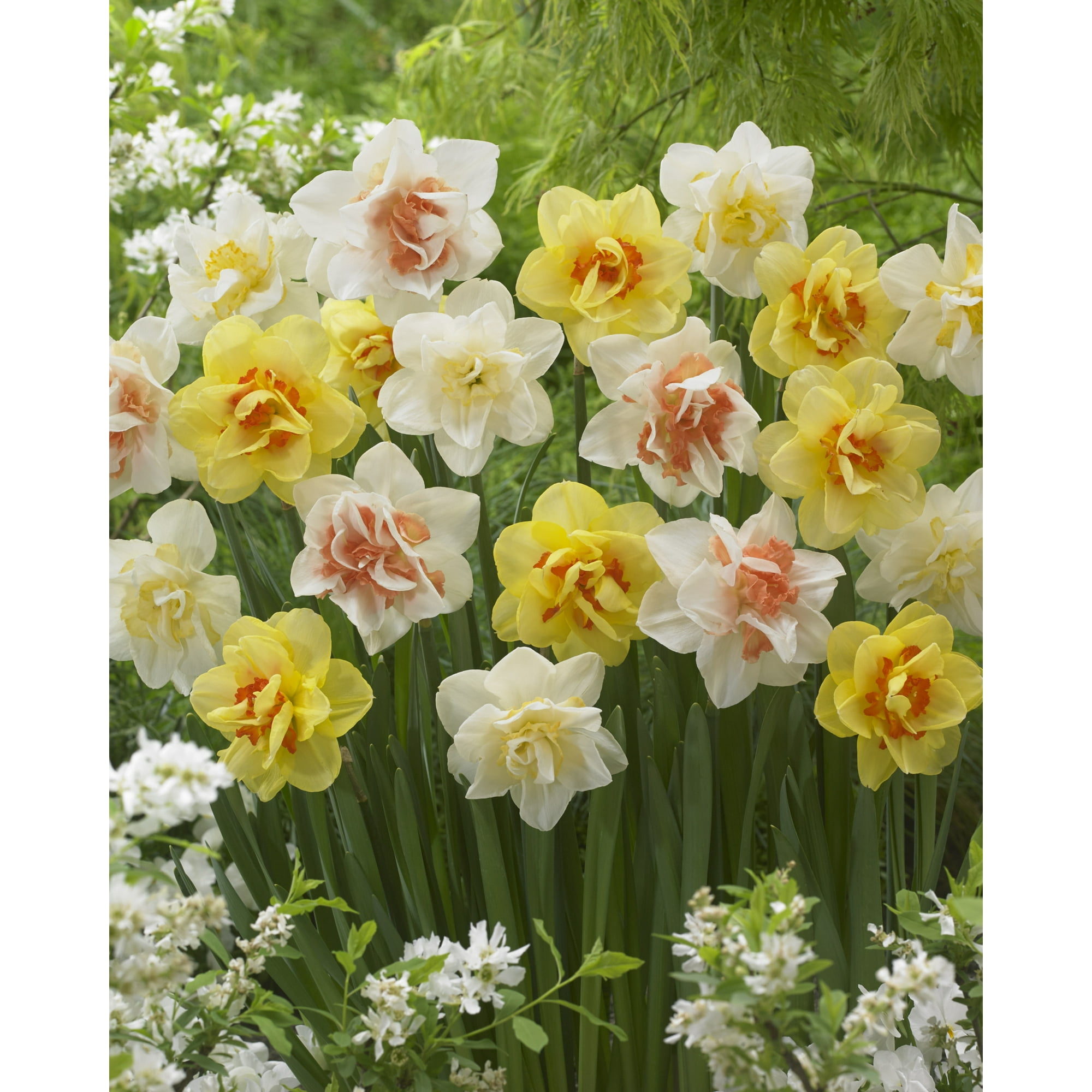 Click here for Tasc Narcissus ‘double Assorted Flower Bulbs - Per... prices