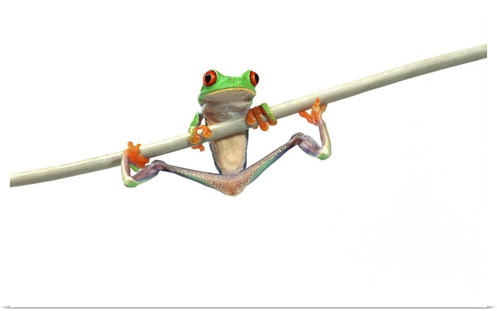 Red Eyed Tree Frog Hanging