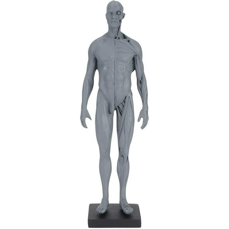 Resin Human Body Muscle Model - 12inch Miniature Anatomy Muscular Model ...