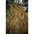 Old Man Palm - Live Plant in a 4 Inch Pot - Coccothrinax Crinita ...