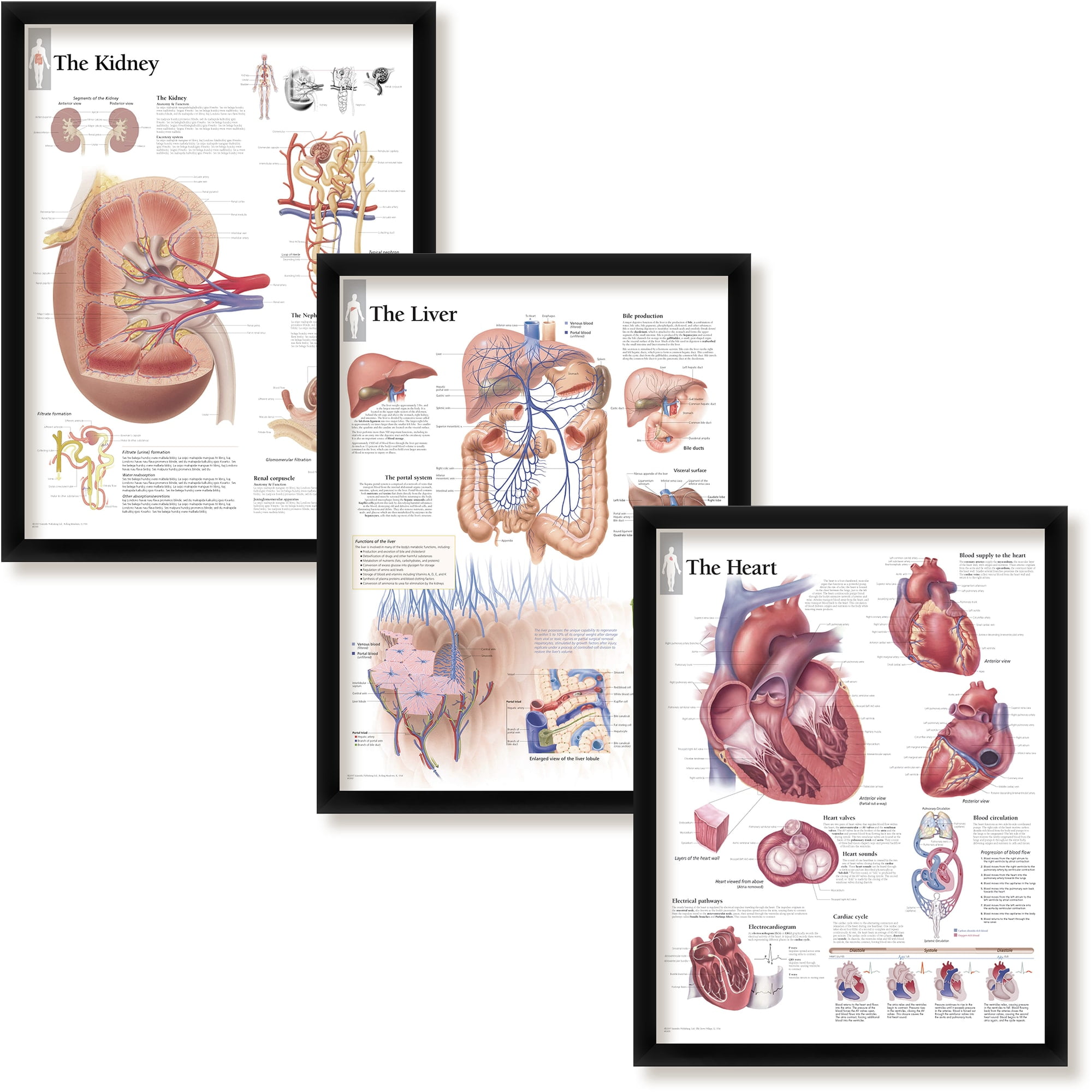 Set of 3 Framed Medical Posters The Kidney The Liver and The Heart 22 ...