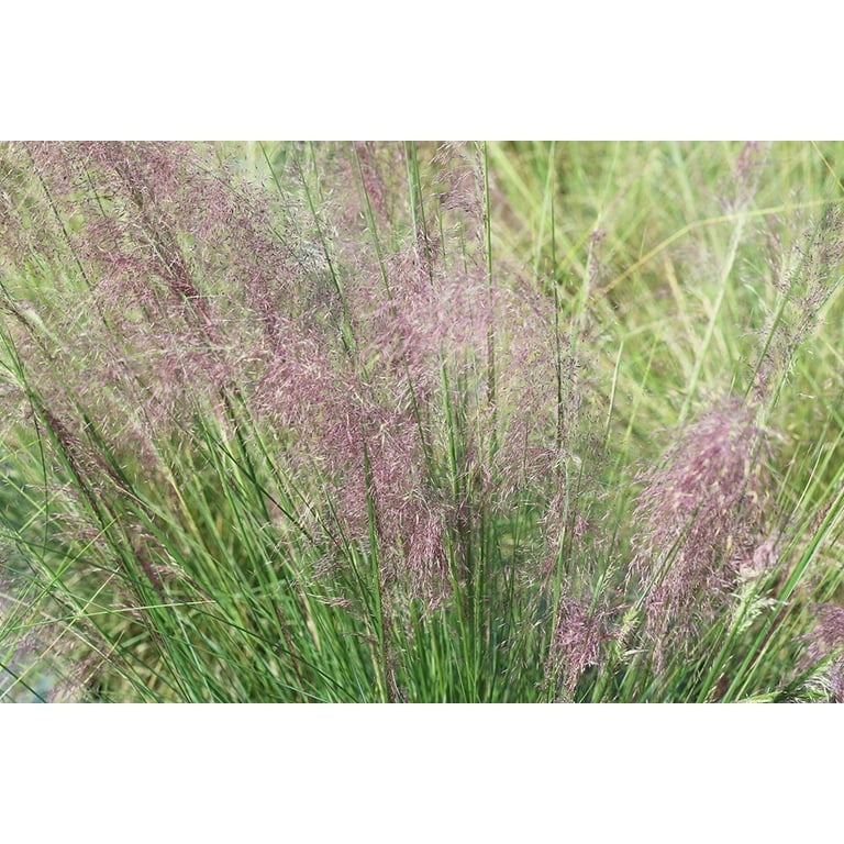 Cotton Candy Grass Landscapes