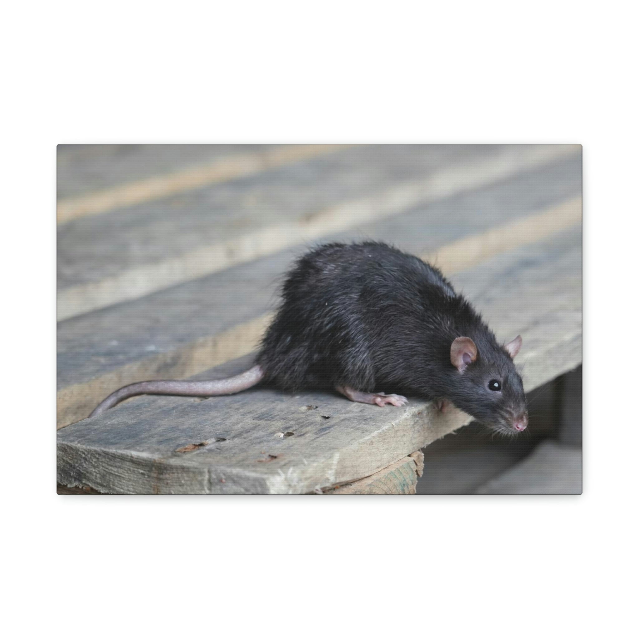 Rat Hunting Rat on Hunt Print Animal Wall Art Wildlife Canvas Prints ...