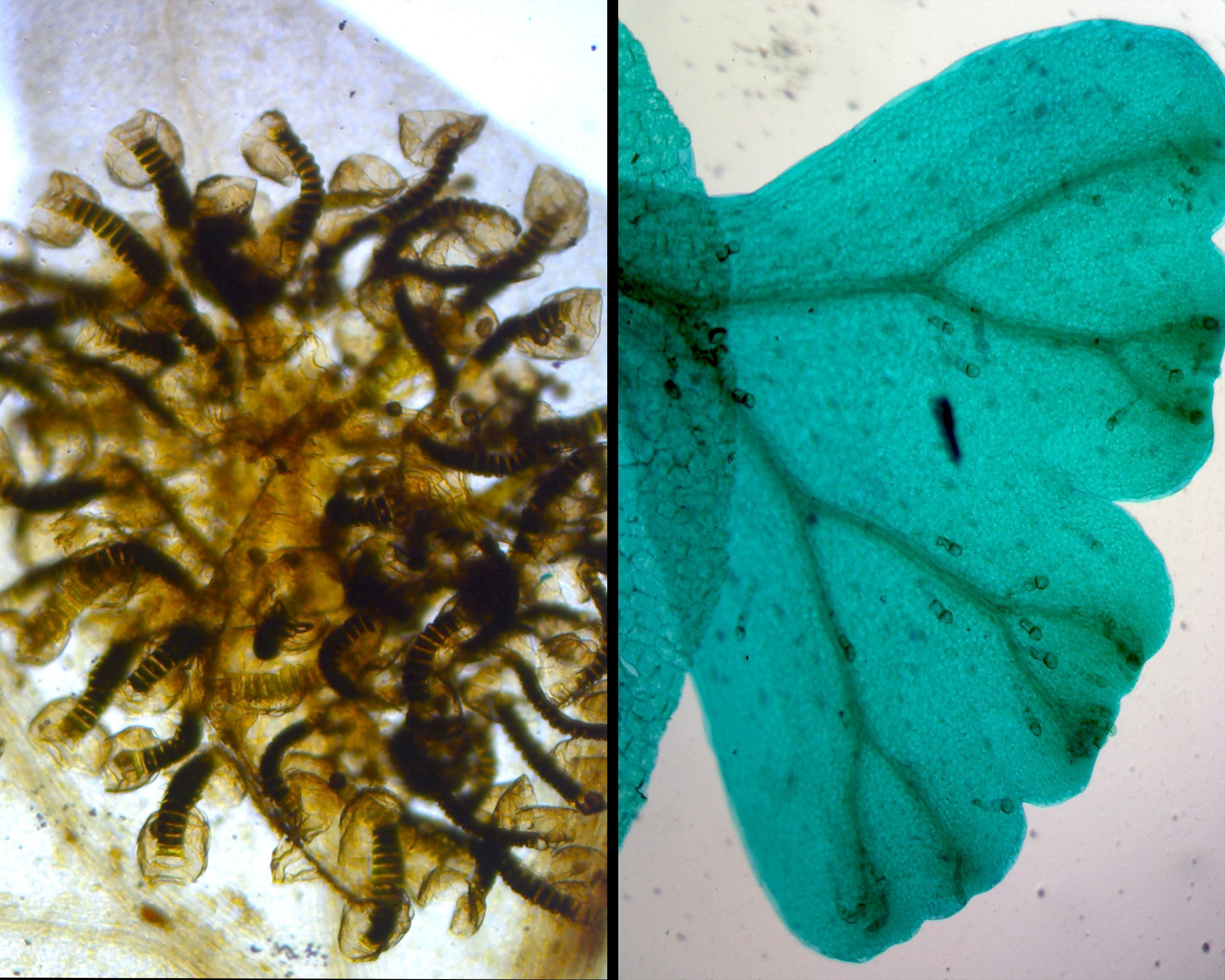 GSC International PS0003 Four Stage Fern (Pteridophyta) Life Cycle ...