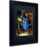 "Parrot Fish" Canvas Art by Kurt Shaffer, Black Matte, Black Frame ...