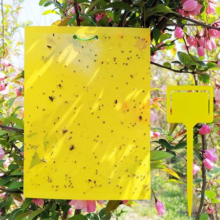 Yellow Sticky Traps, 8x6 Inch, Dual-Sided, 20 Sheets with Twist Ties ...