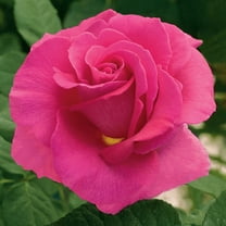 Fragrant Stiletto‚Ñ¢ Rose Bushes by Heirloom Roses - Live Hybrid Tea ...