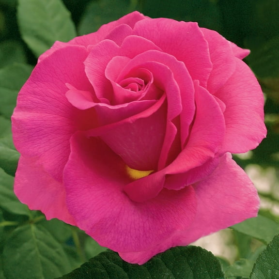 Heirloom Roses - Acapella® Hybrid Tea Rose Bush - Pink Rose Plant ...