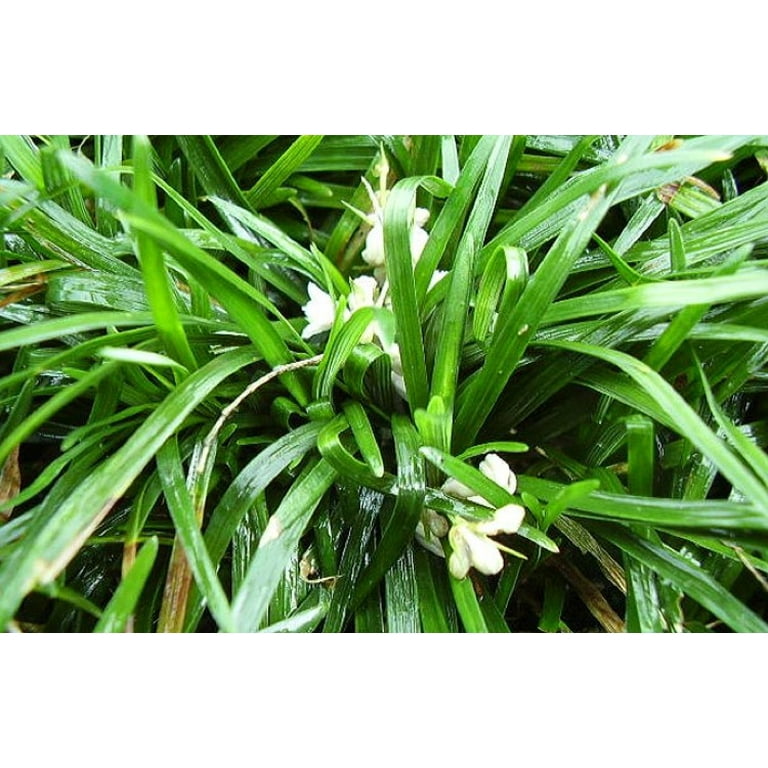 Green Mondo Grass Aquarium