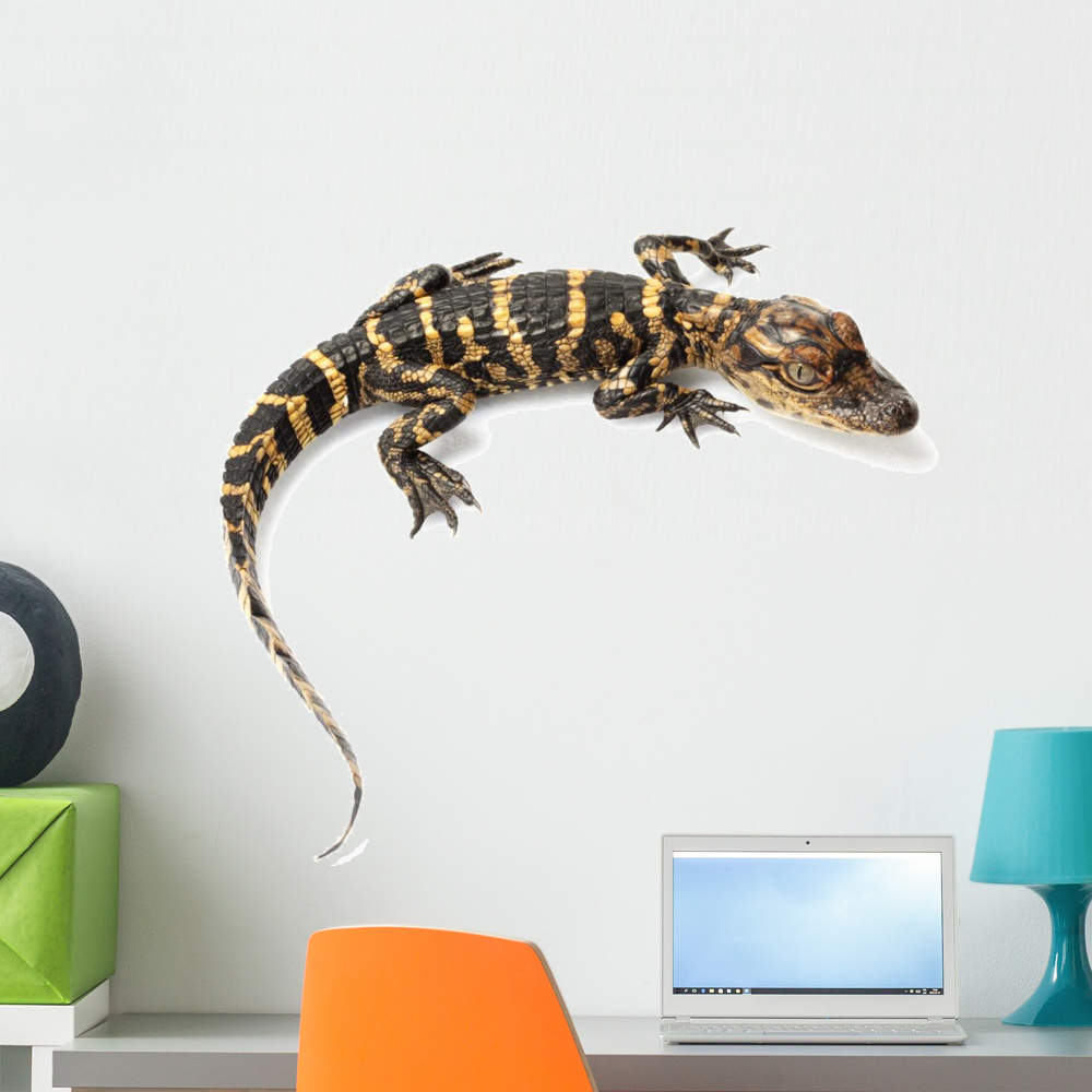 American Alligator Wall Decal by Wallmonkeys Peel and Stick Graphic (24 ...