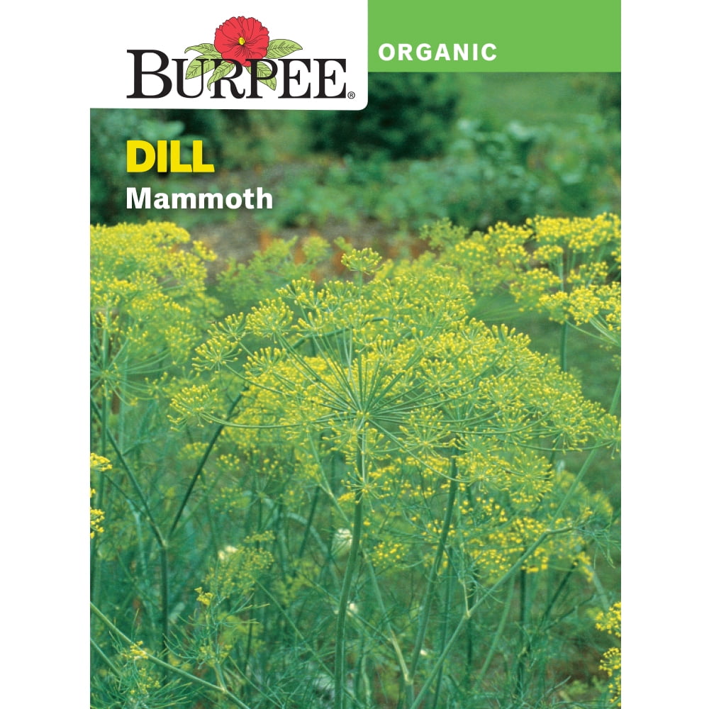 Burpee Organic Mammoth Dill Herb Seed, 1-pack - Walmart.com - Walmart.com