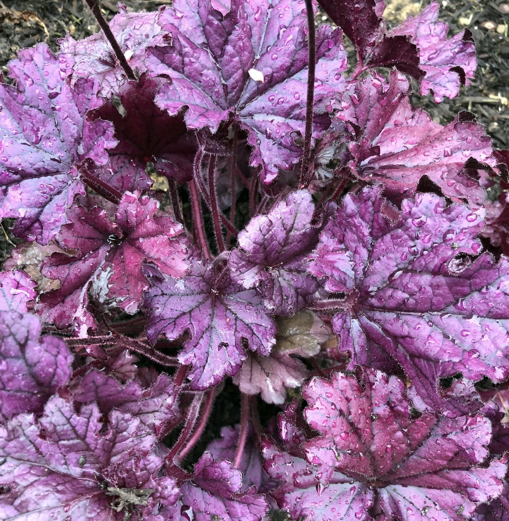Heuchera Purple