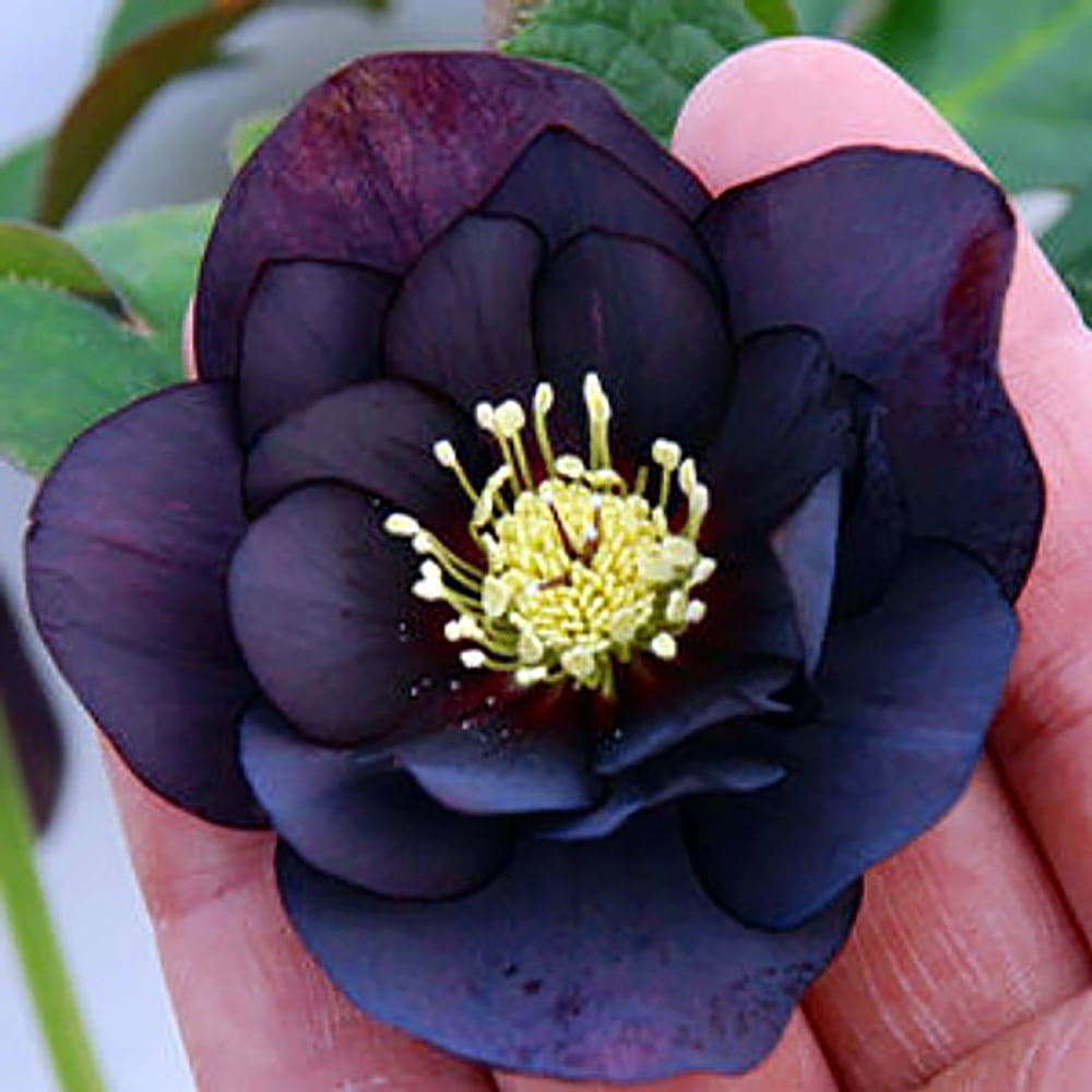Midnight Ruffles Lenten/Christmas Rose - Helleborus - Shade Lover - 2.5 ...