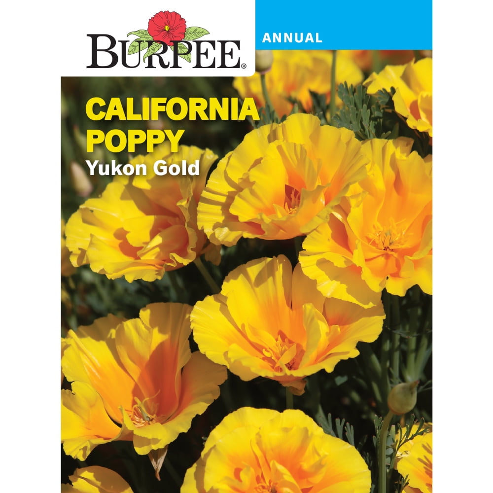 Burpee Poppy Yukon Gold Seed, 1-Pack, Full Sun, Annual - Walmart.com