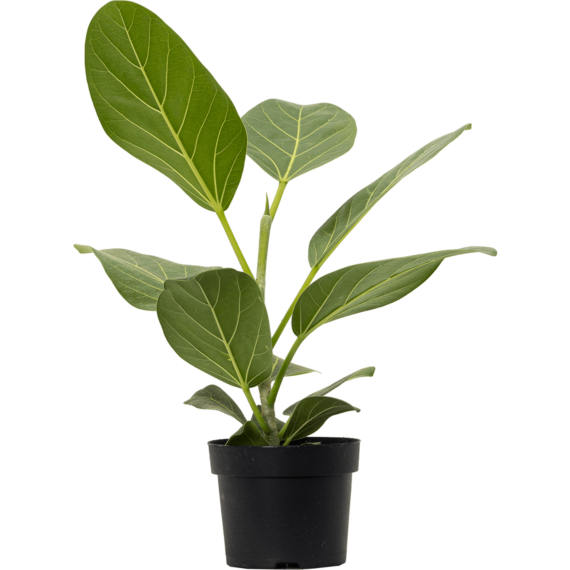 Click here for Plantsome Ficus Benghalensis Audrey (S) Live Plant... prices