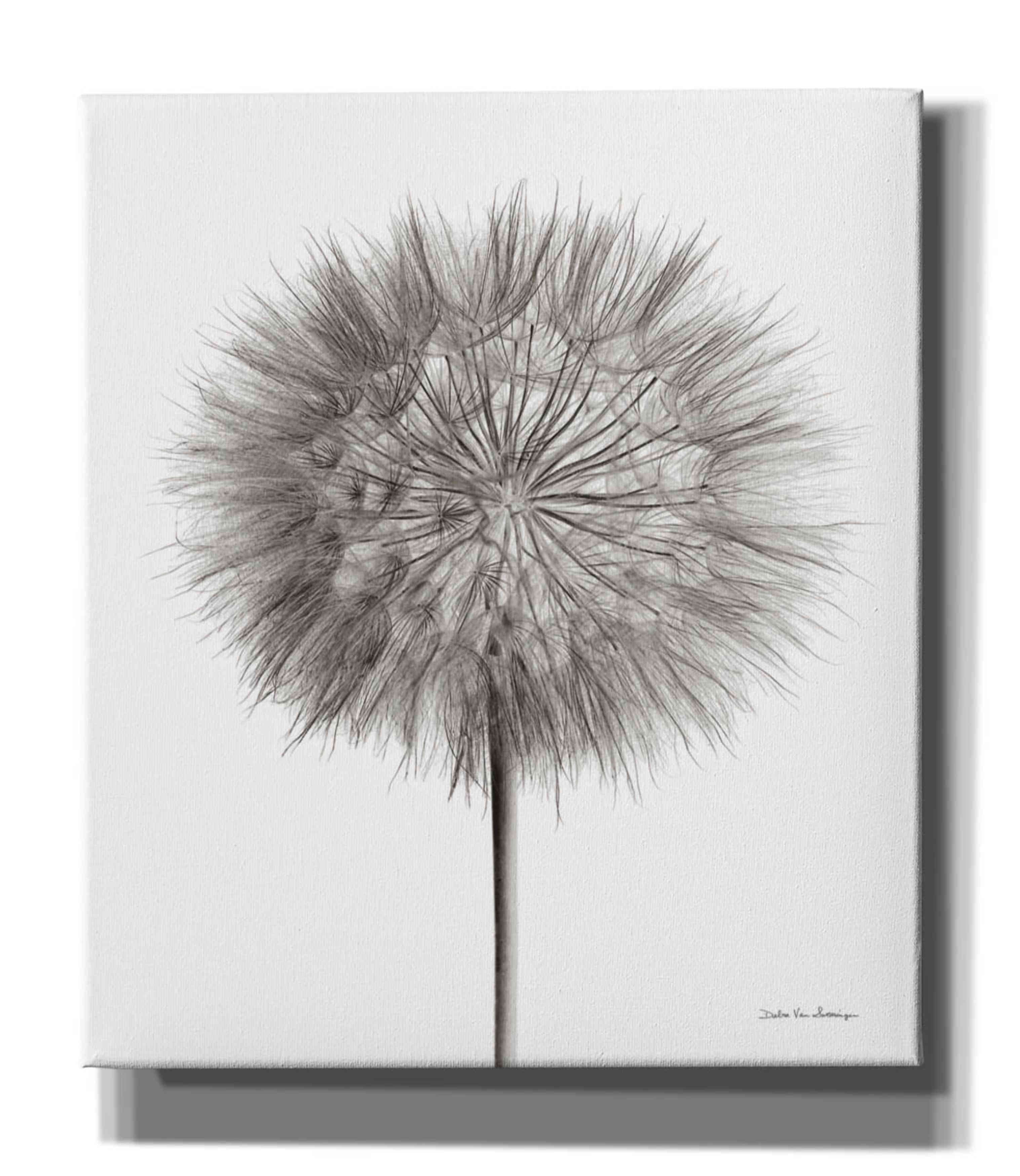 Epic Graffiti 'Dandelion Fluff on White' by Debra Van Swearingen ...