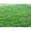 Miniclover® Drought Tolerant Small Leaved Perennial Clover Seeds for ...
