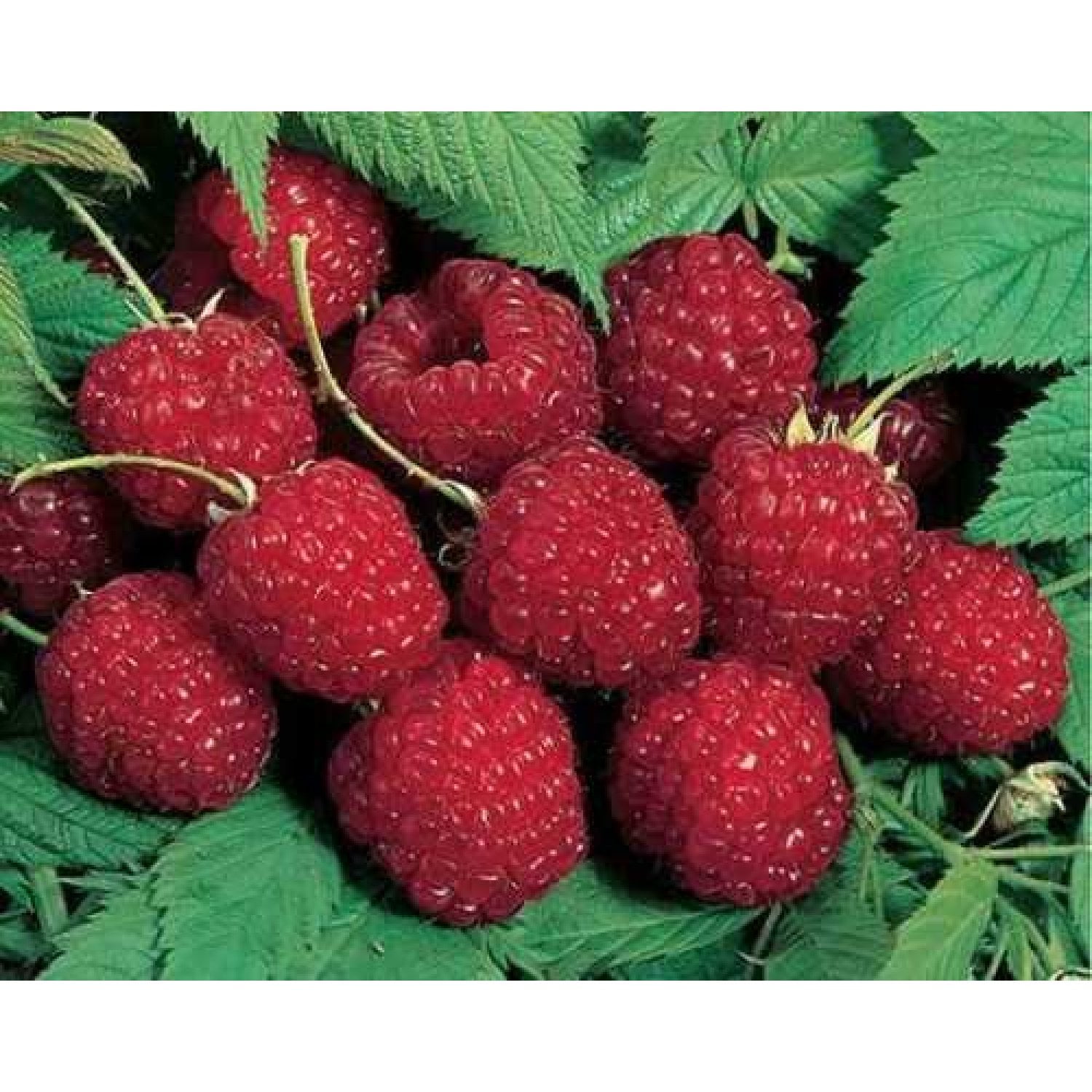 5 Nova Red Raspberry Plants-Super Sweet - Walmart.com