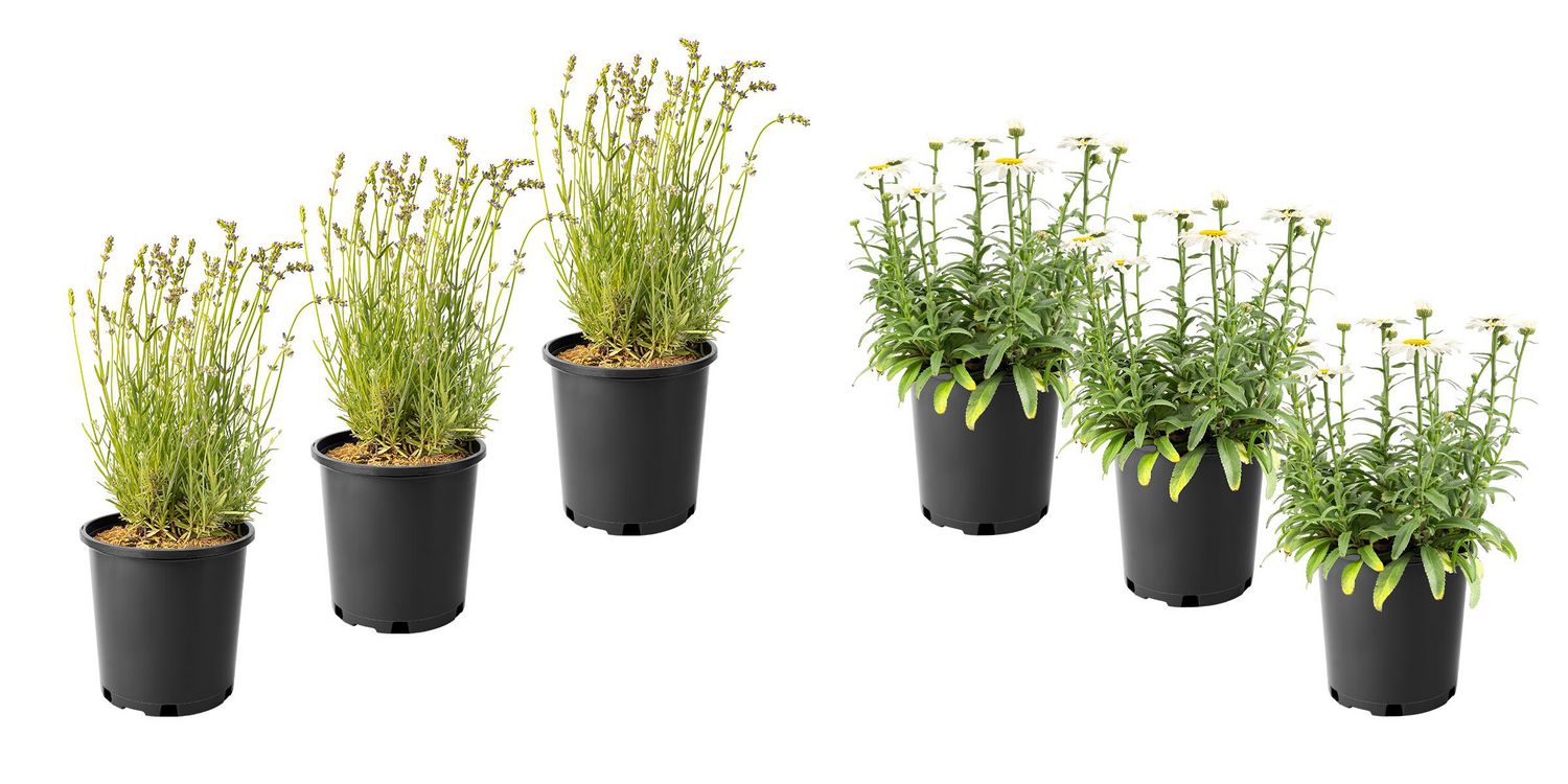 1 Gallon (3.8L) Sun Mix 6 Pack - Walmart.ca