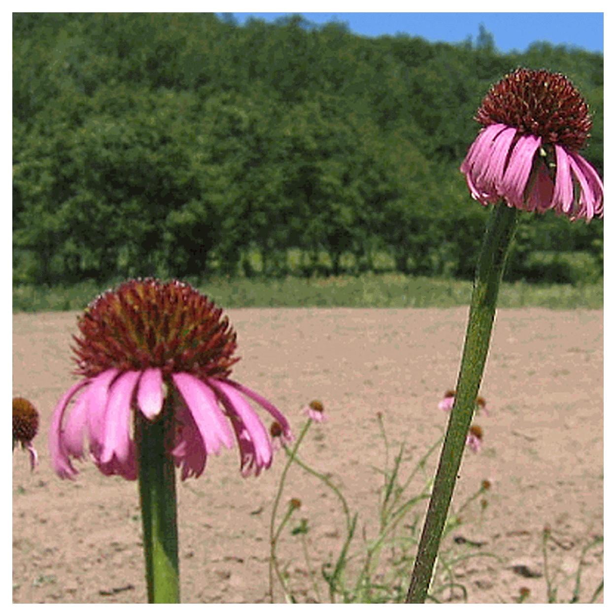 Everwilde Farms - 1 oz Reflexed Coneflower Native Wildflower Seeds ...