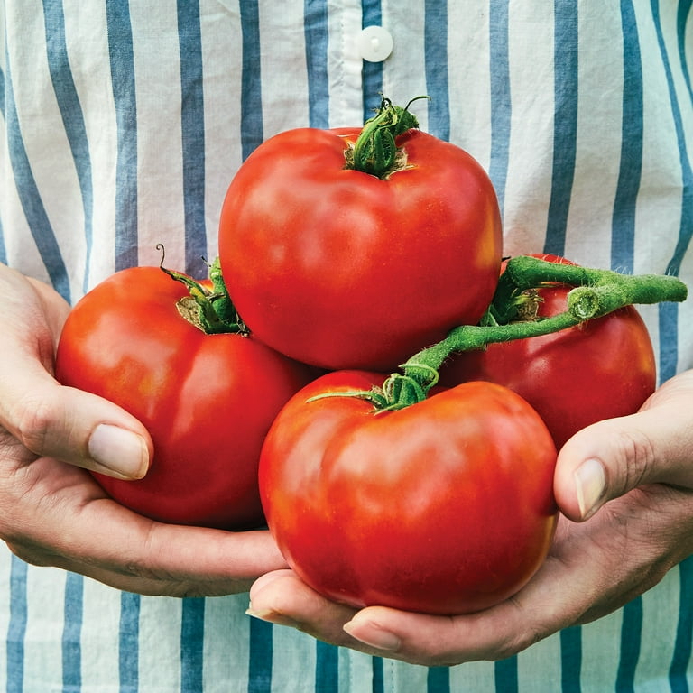 Rutgers Tomato Plants