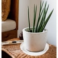 6 Pack Plastic Plant Saucer Water Drip Tray, 4 inch, Heavy Sturdy Plant ...
